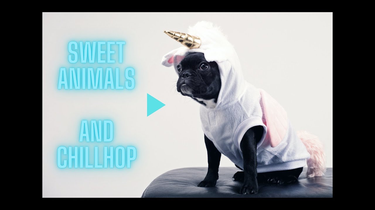 Sweet Animals and ChillHop !!! - YouTube