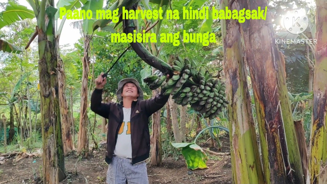 Paano ako mag ani ng saging na saba na hindi babagsak /masisira ang bubga - YouTube