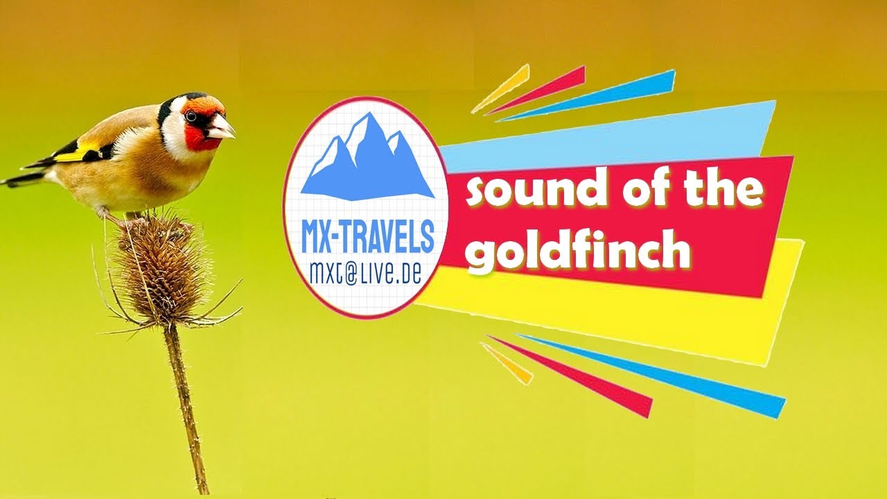 The sound of the goldfinch - YouTube