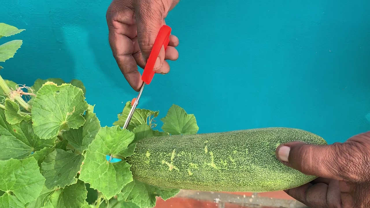 Vellarikka / cucumber - YouTube