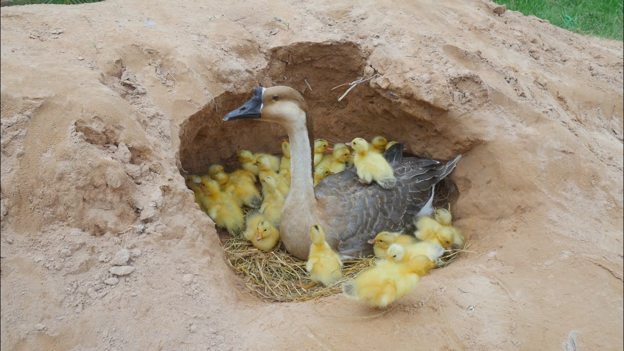 Pekin Duckling Hatching Eggs With Goose Mum _ Nee Baby Duck Born - YouTube