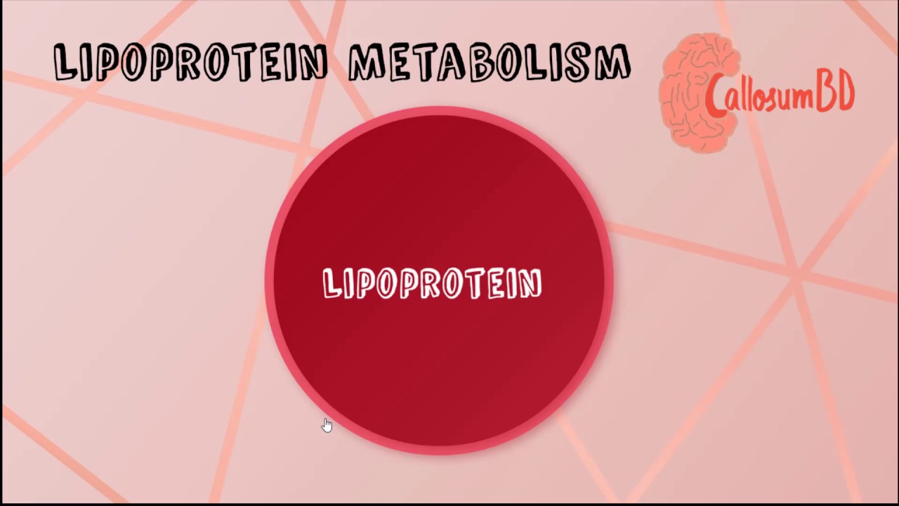 Lipoprotein • structure, function & classification|| Biochemistry - YouTube