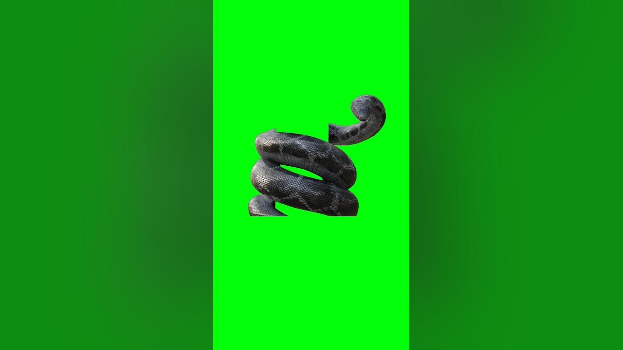 Anaconda snake green screen video #greenscreen #snake #anaconda #cobra #python - YouTube