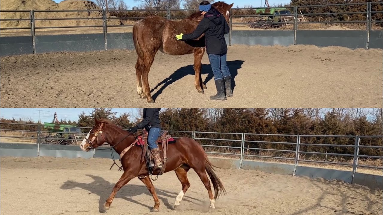 Horse Training Tip Tuesday/ Groundwork with a yearling and how it ...