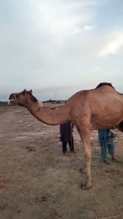 حليب الإبل جيد جدًا Youtube