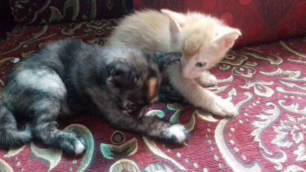 Cute cat fight lovely - YouTube
