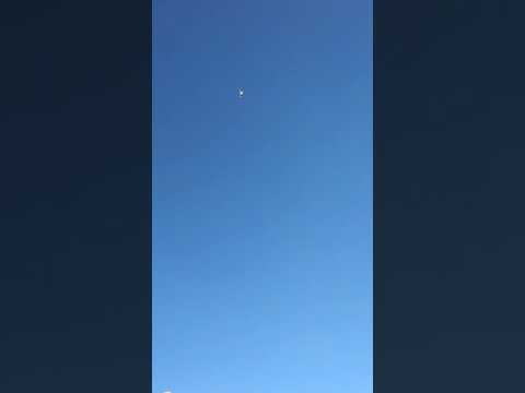 eski soy karaçakmaklı erkek guvercin kalkışı - seferli kuş