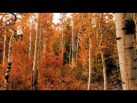 Amazing Autumn Nature 4k video | Free Stock Footage | Download link | Pexel Com