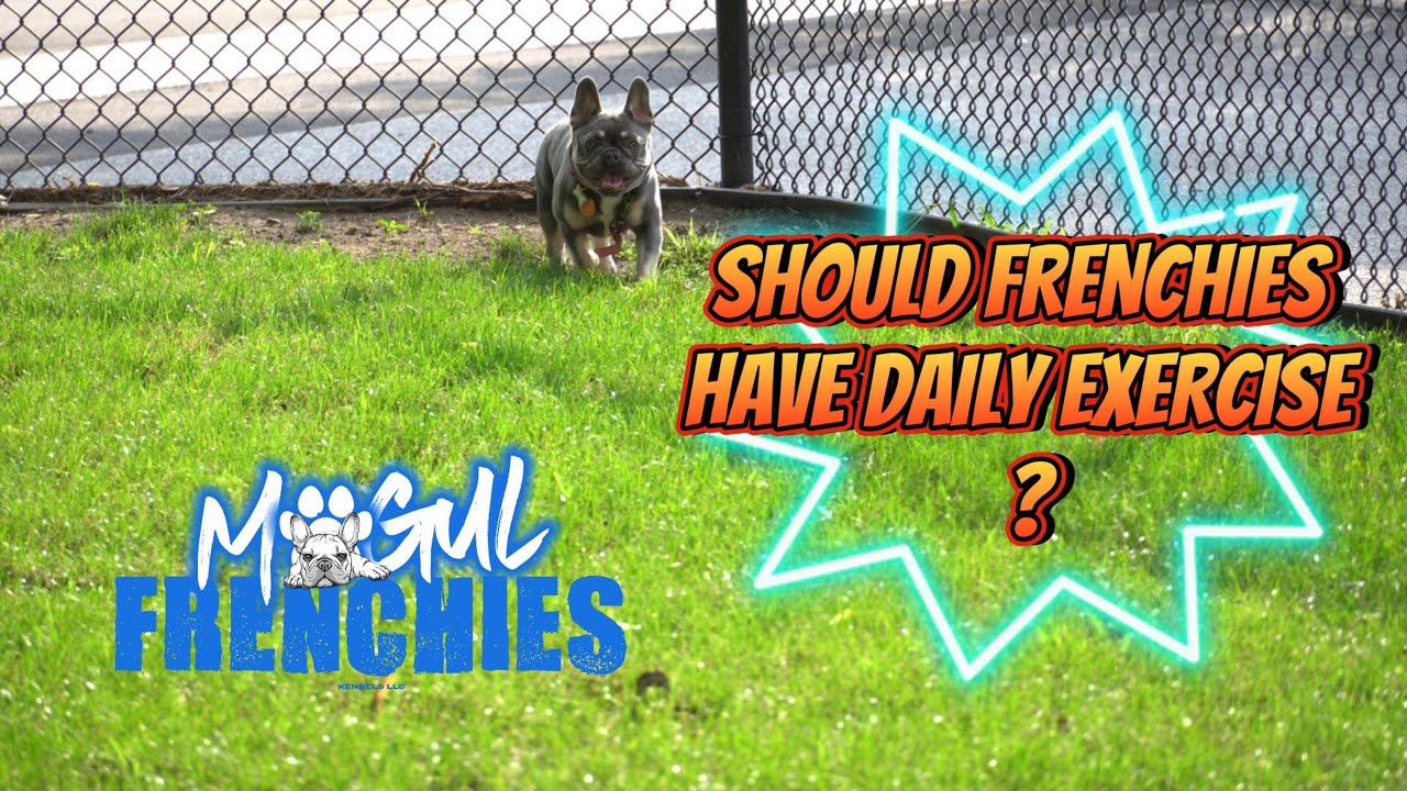 Should frenchies have daily exercise #frenchbulldog #frenchie # ...