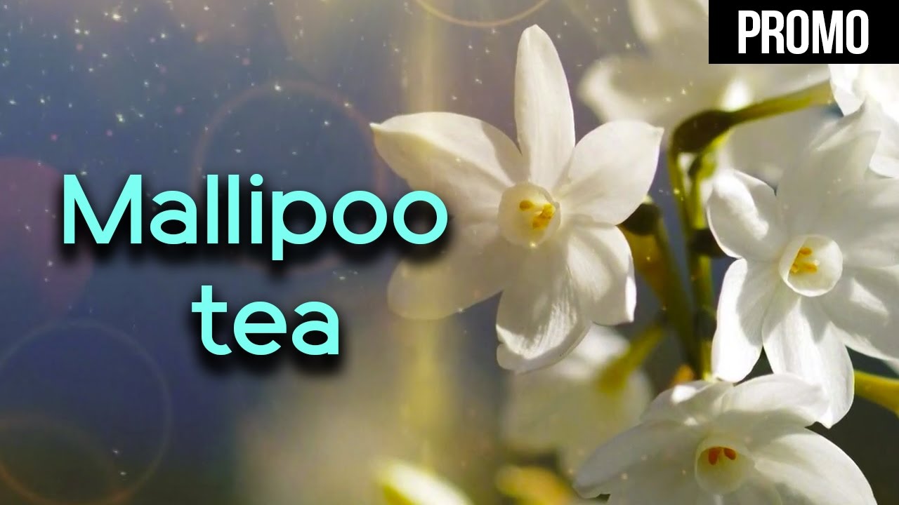 Mallipoo tea Promo | Malabar to Morocco | Purple note | Viji Krishnan ...