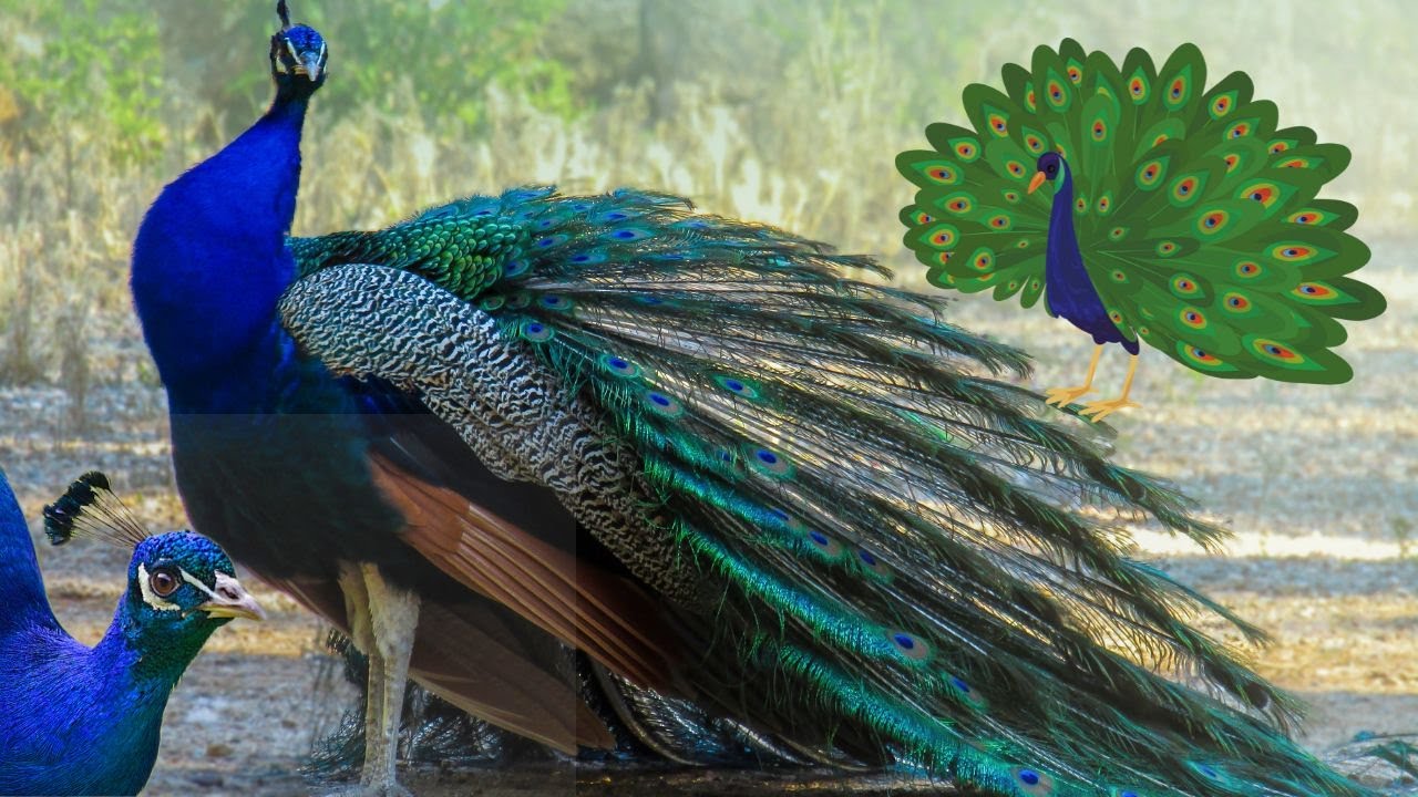 Animals are so beautiful, Deep Melodies Magnificent Peacock Calls ...