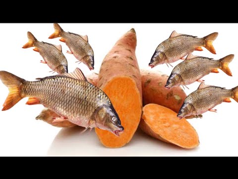 Fish Bait For Common Carp With Sweet Potatoes - YouTube