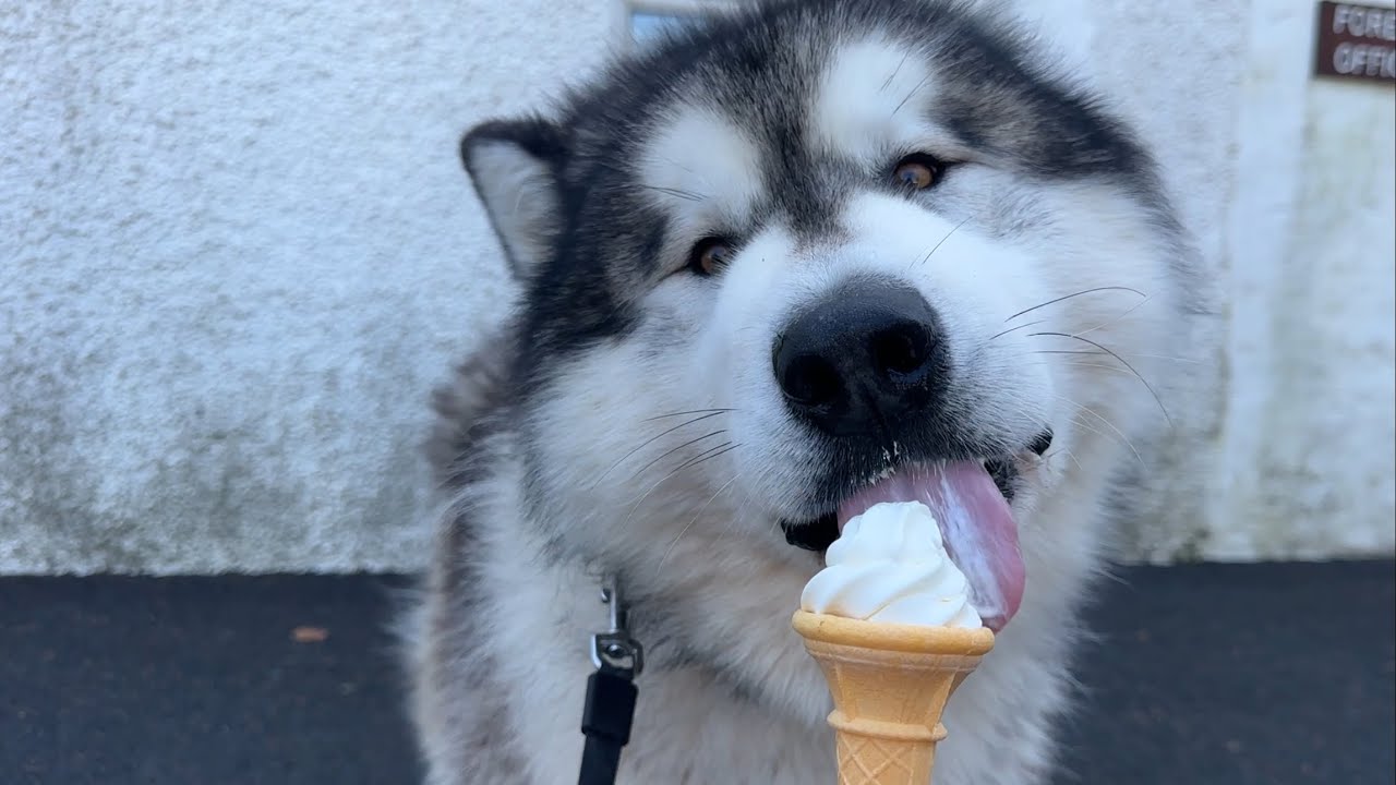 Gorgeous Husky Eats Ice Cream AMSR - YouTube