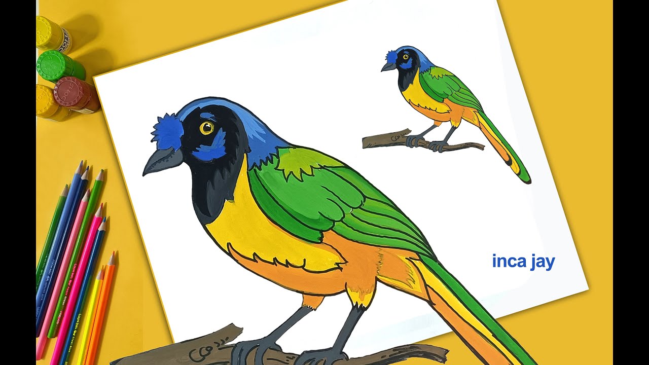 How to Draw beautiful & colourful inca jay Bird! - YouTube