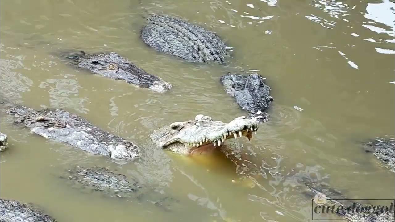 Crocodile Species Facts You Didn't Know About These Predators - YouTube
