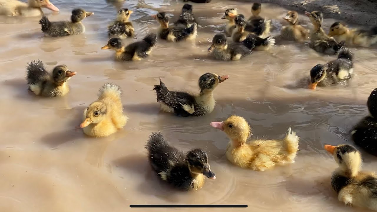 Duck checks very cute in village, - YouTube