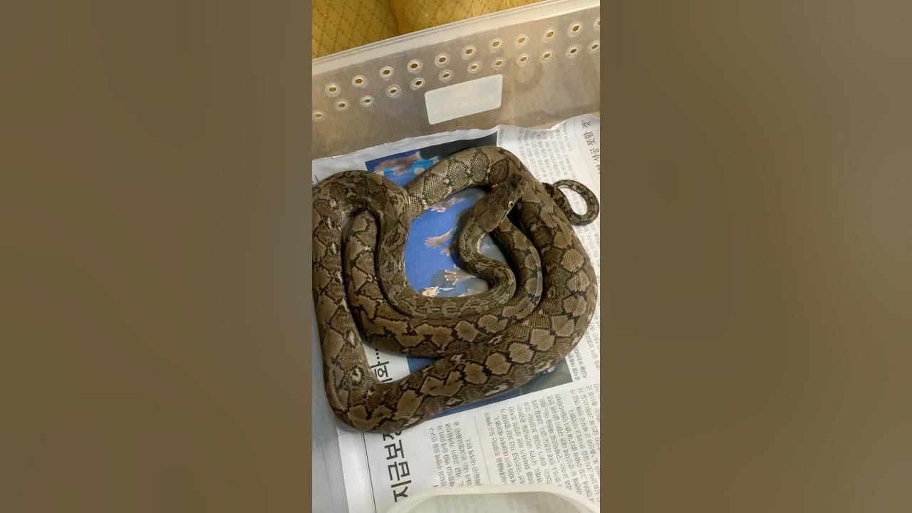 super dwarf madu - YouTube