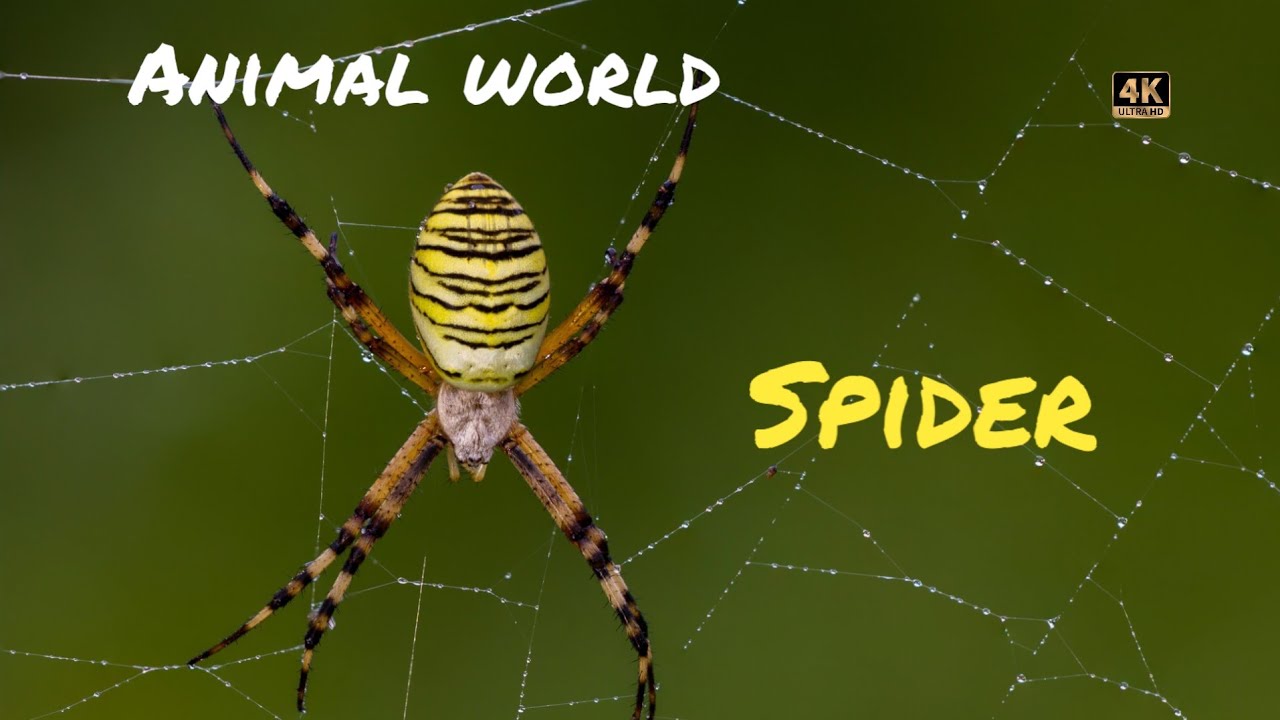Animal planet. Spider. Video and sound. - YouTube