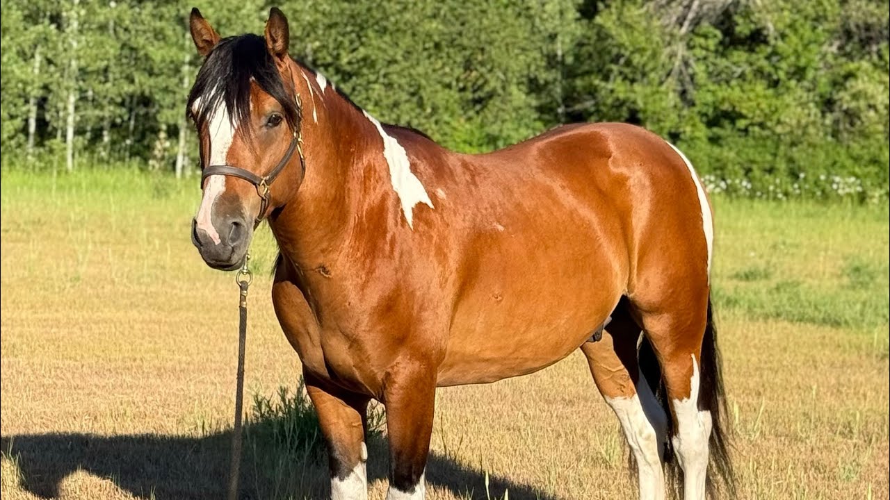 Cruise: 2019 South Steen HMA, Mustang - YouTube