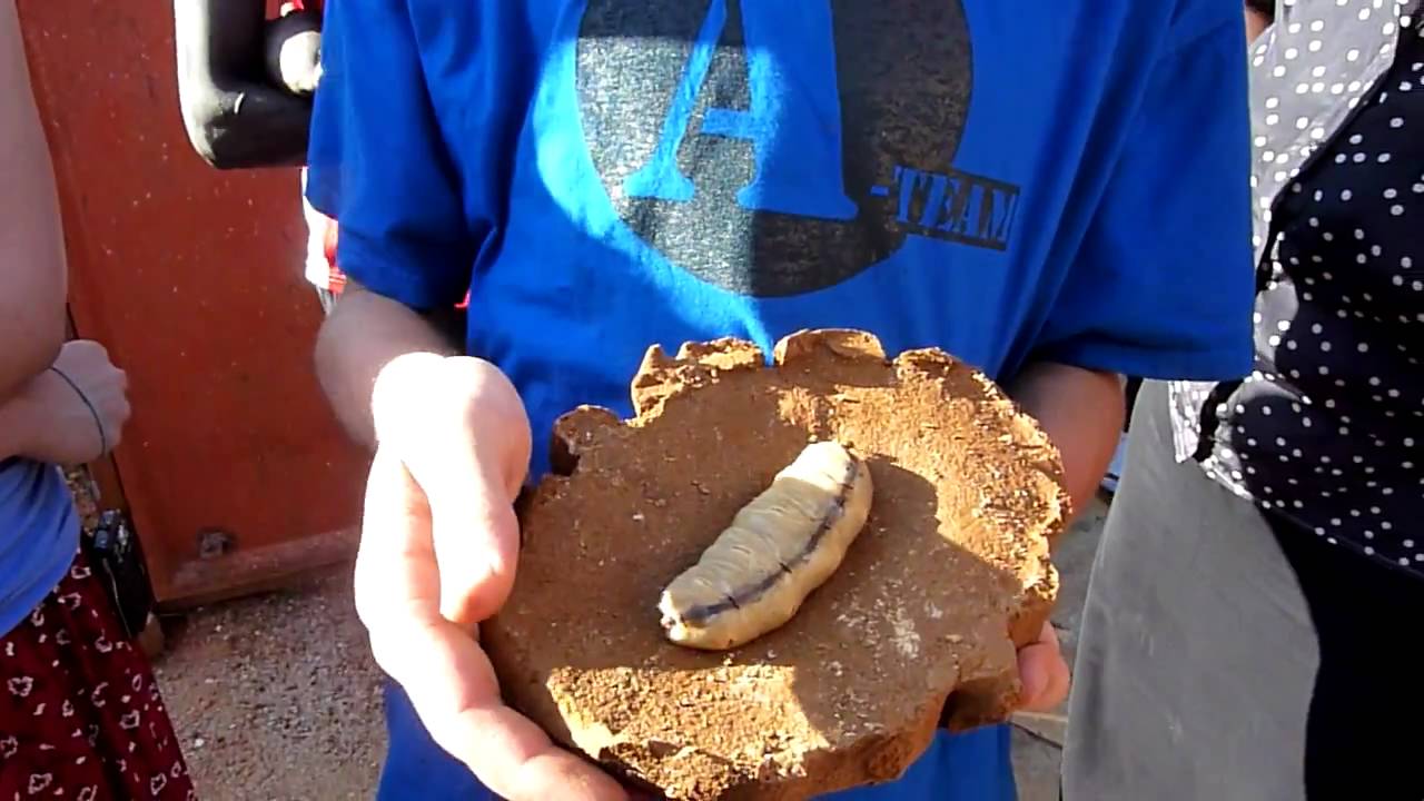 Queen Termite: A Taste of What's to Come... - YouTube