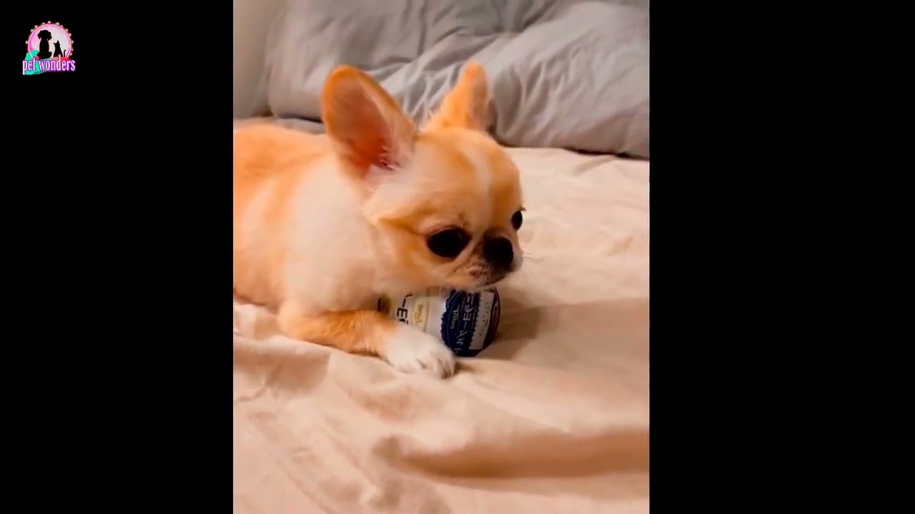 Funny Animals Compilations 39 - Giggly Animals - YouTube