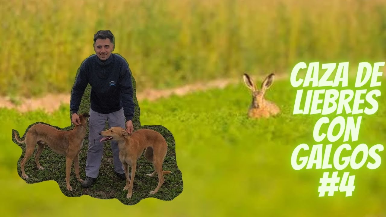 CAZA DE LIEBRES CON GALGOS #4 - YouTube