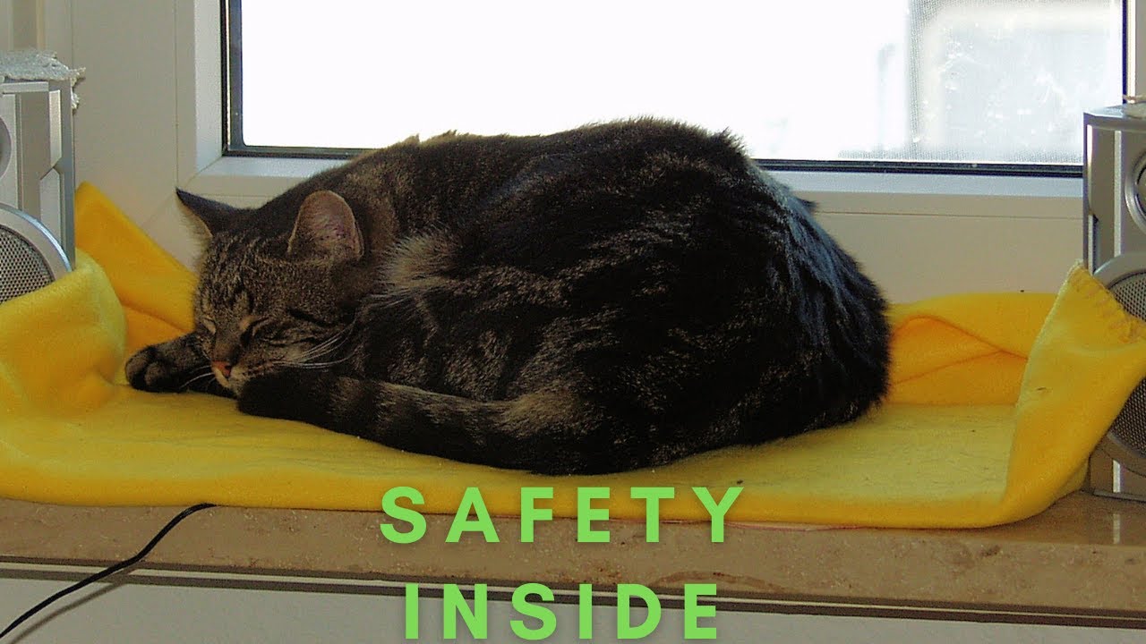 The Secret to a Long and Happy Life for Your Cat: Keeping Them Safe and ...