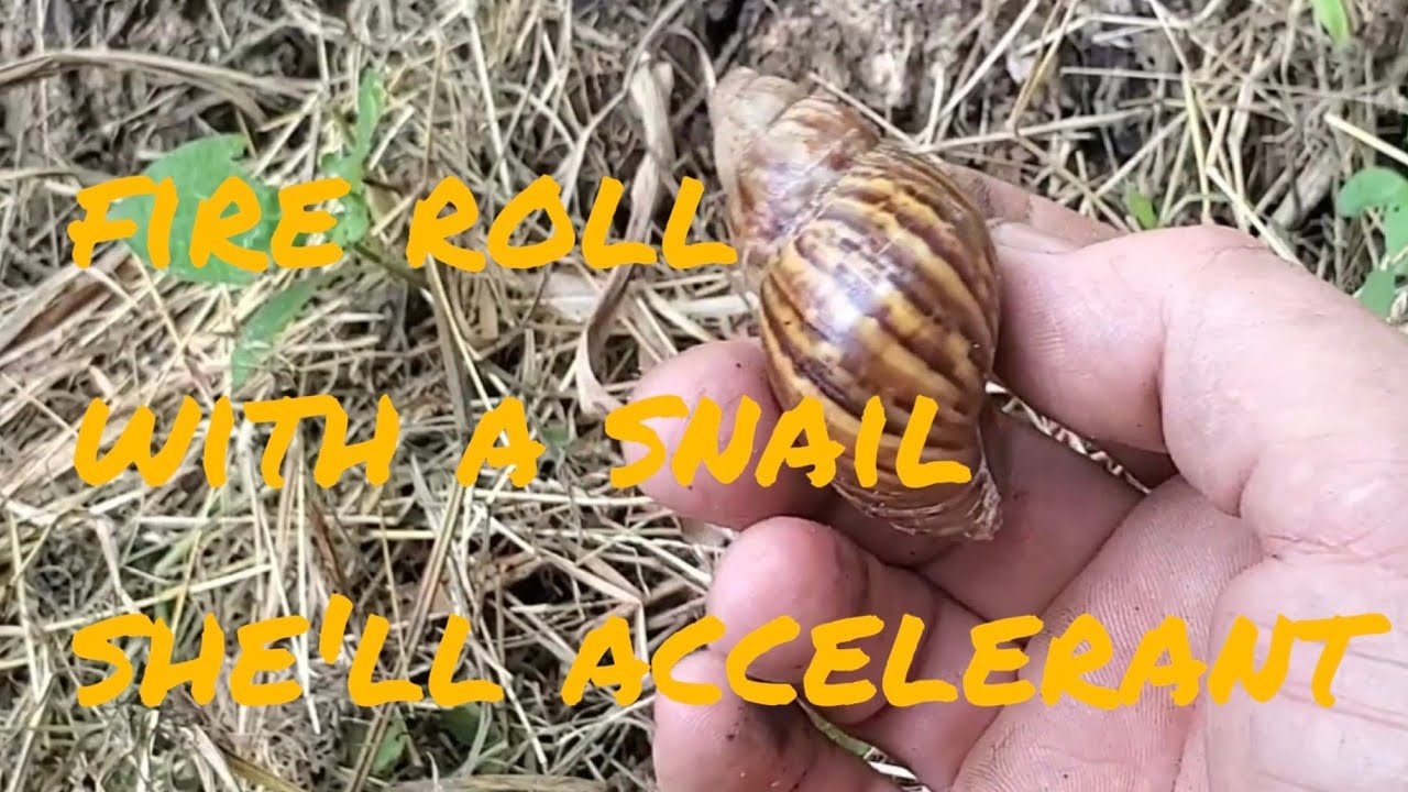 Fire roll with a snail shell accelerant - YouTube