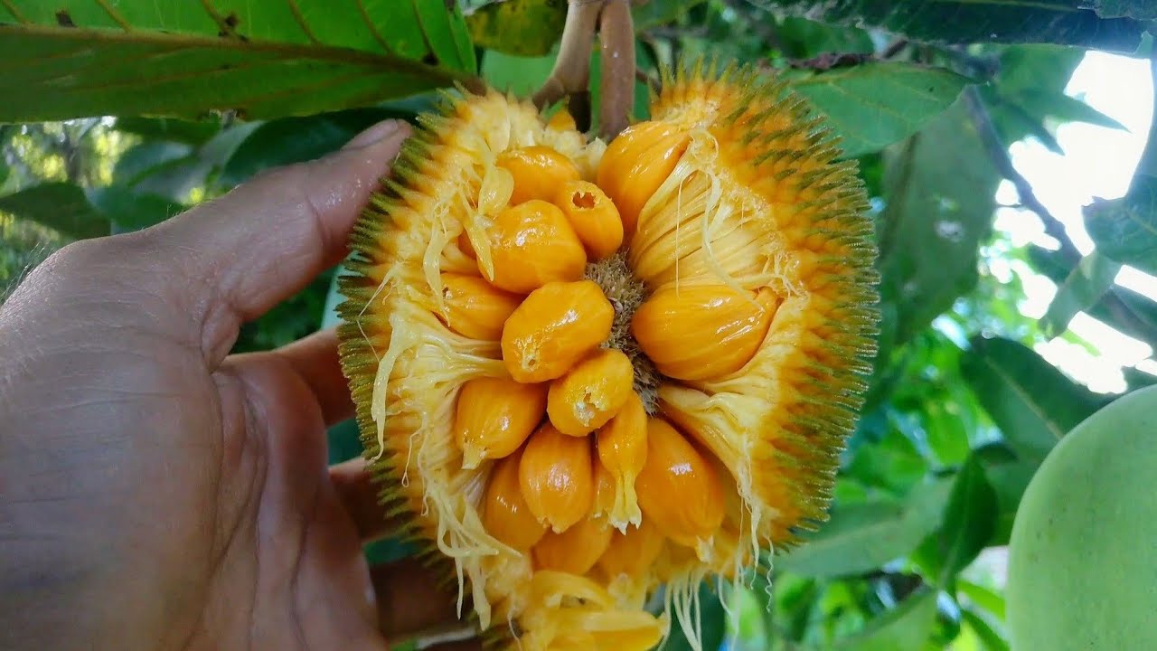 Wild Jackfruit and climbing the Tree + Revenge :: [ .vlog ] 🐸⏺️ - YouTube