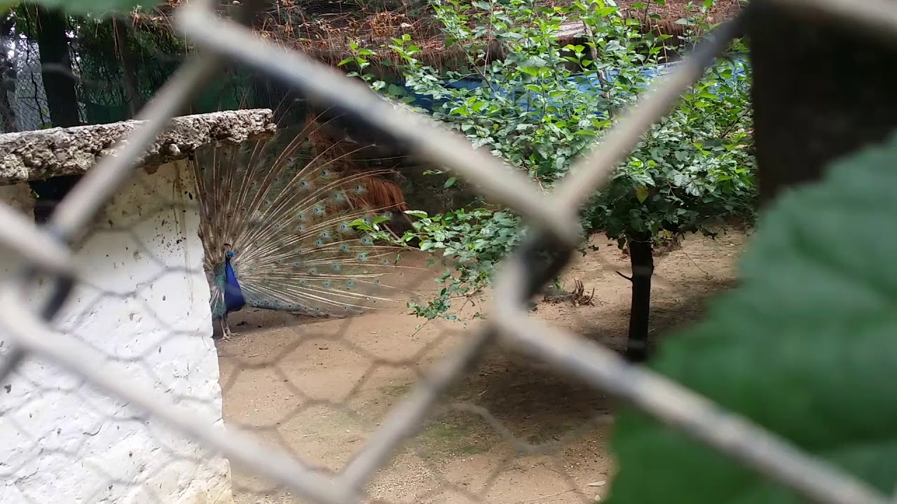 Mansehra zoo in near hazara university - YouTube