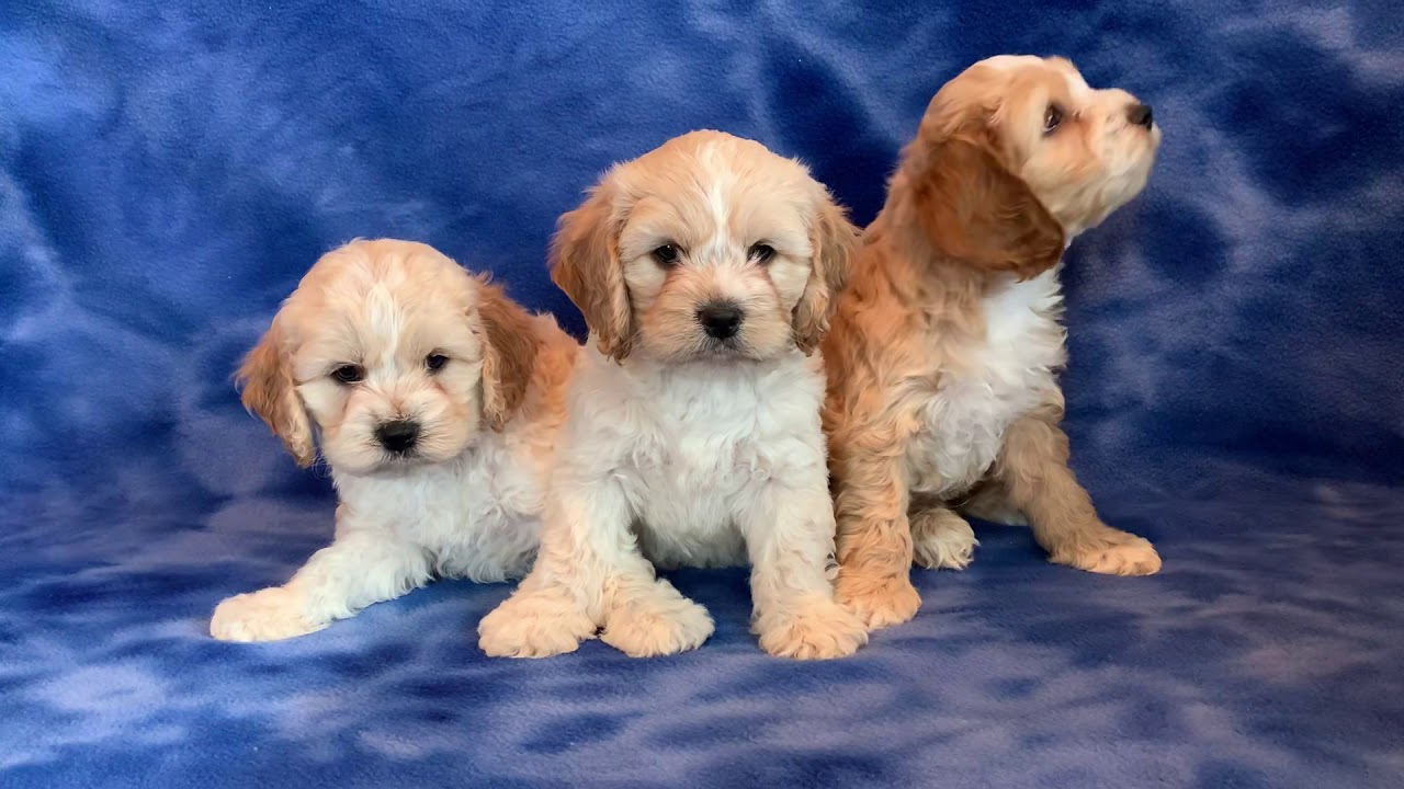3 Cockapoo boys - YouTube