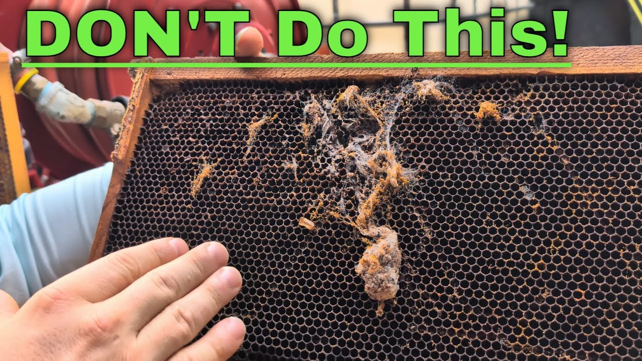 Wax Moth Webs & Beetle Slime! What can we Salvage? - YouTube