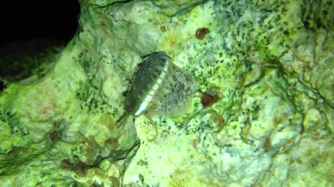 Stomatella Varia - Live Rock Stowaway - YouTube