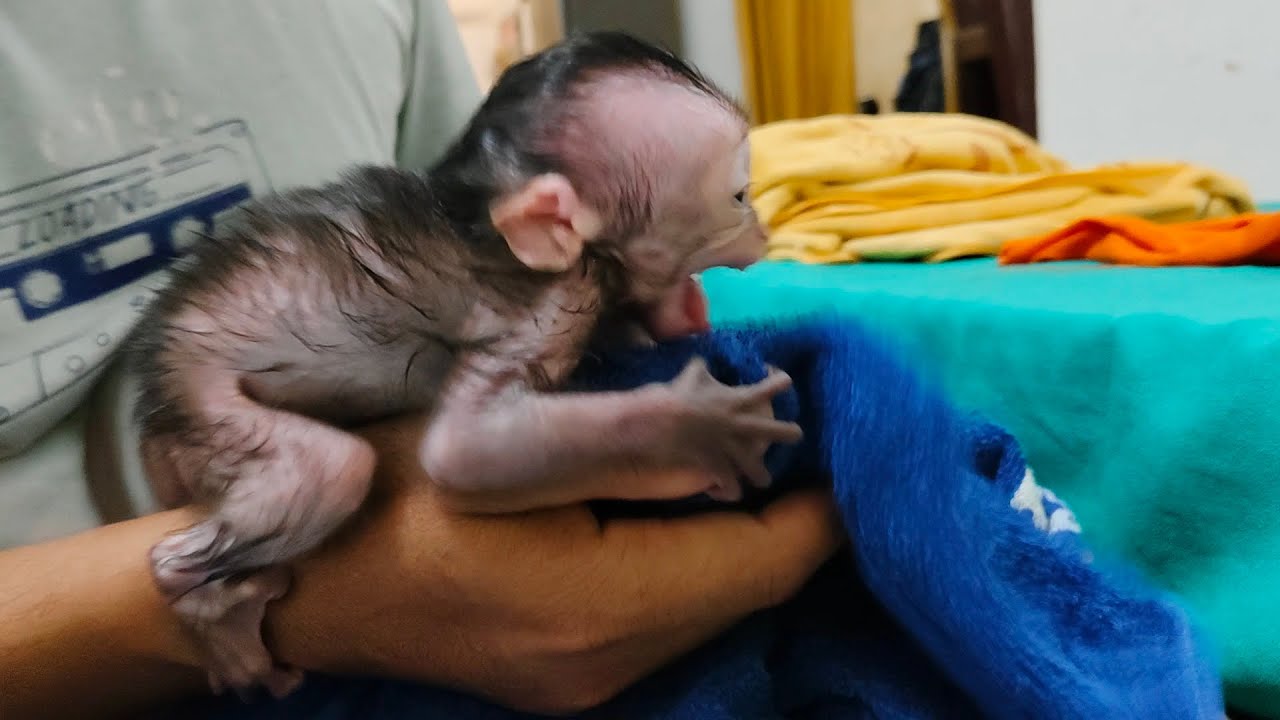 Oh no, Pippi Tantrum 😱😨 can't wait any longer wanting to drink her milk ...