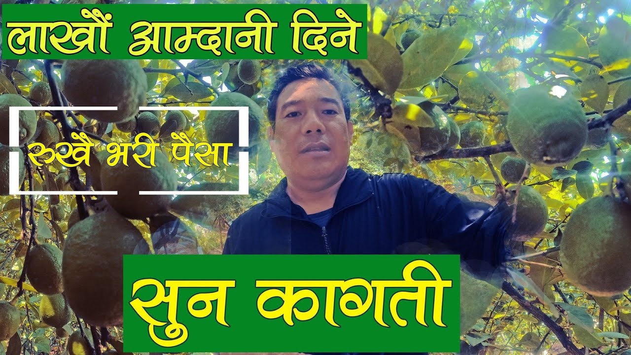 बाह्रै महिना आम्दानी हुने सुन कागती खेती | Lemon Farming in Nepal ...