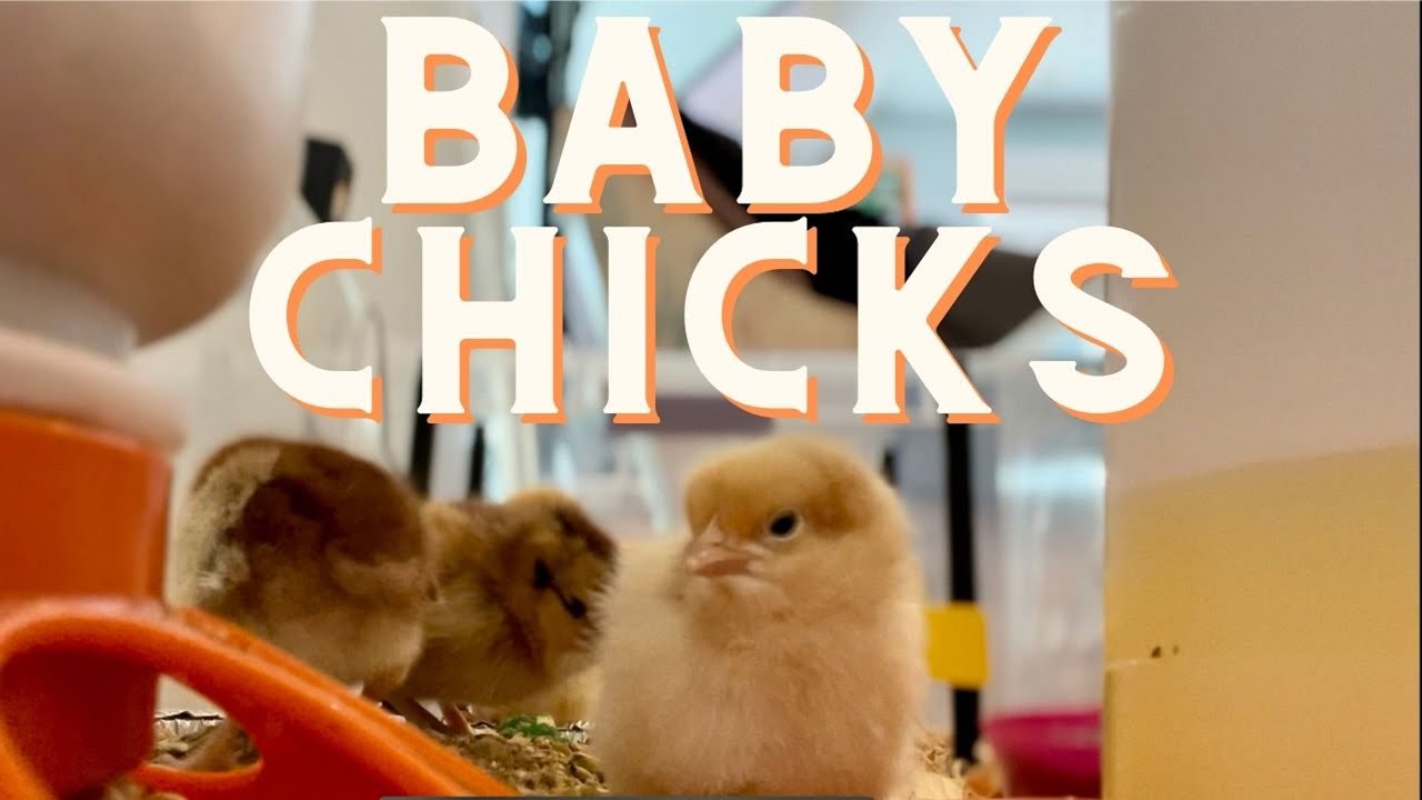 Baby Chick Font