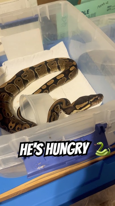 He’s hungry #ballpython #python #snake - YouTube