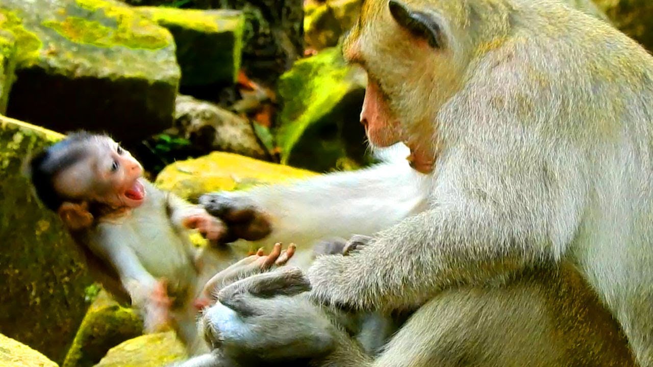 Part2- What Big DONKEY Monkey Doing On Baby Micah?|So Pity Baby Monkey ...