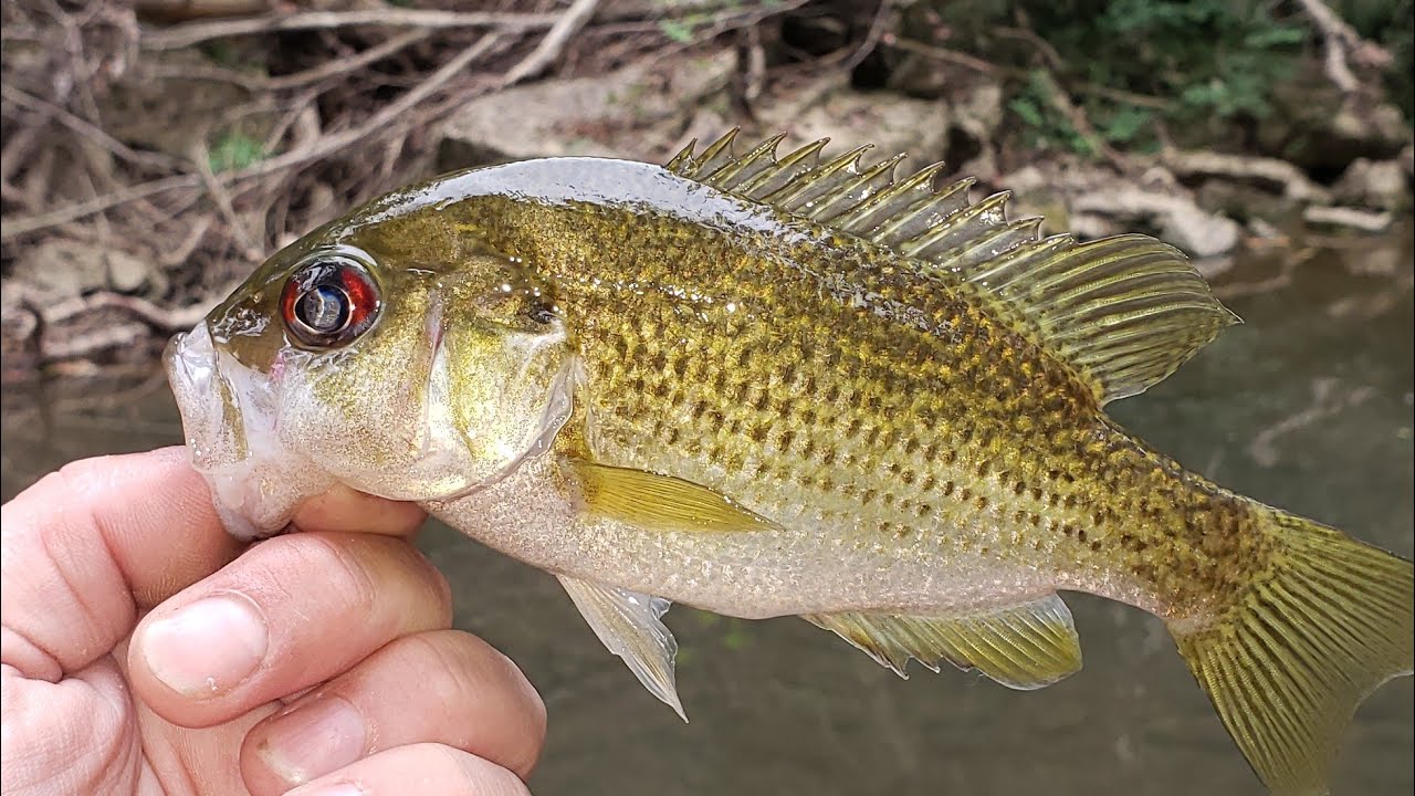 A Gaggle Of Goggle Eye Bass - YouTube