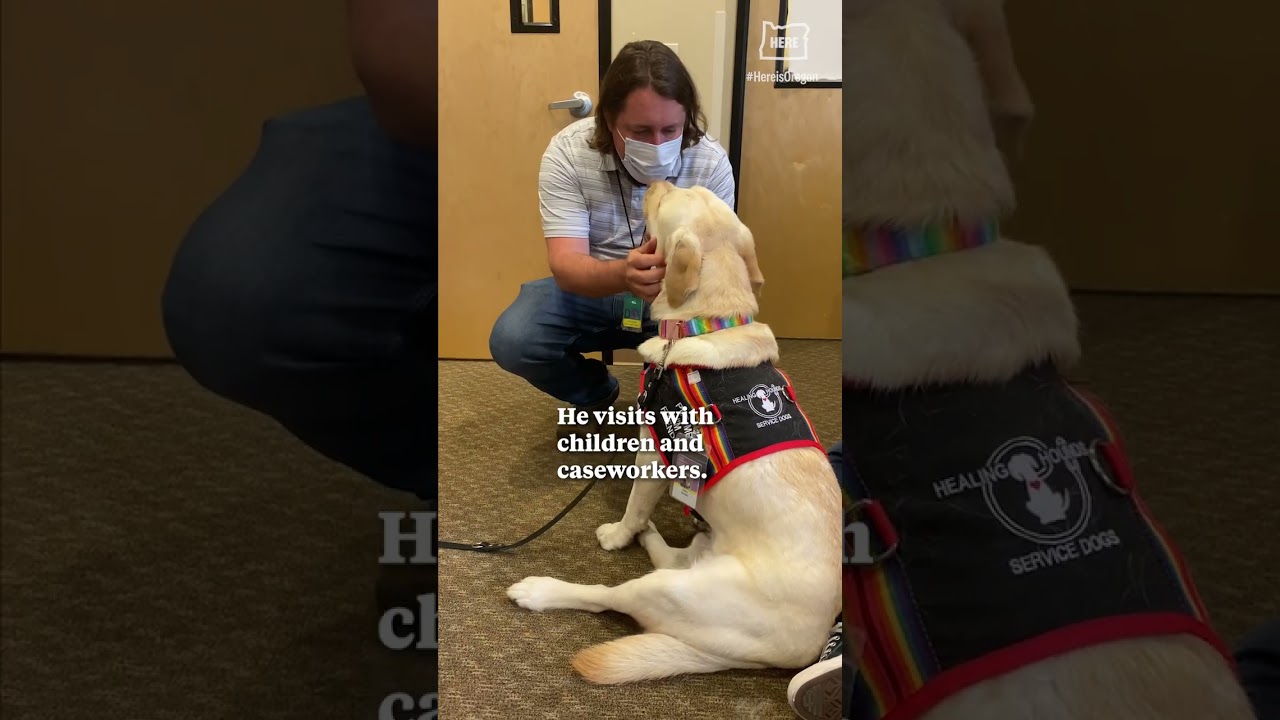 Meet Duke, the first therapy dog working for Oregon DHS - YouTube