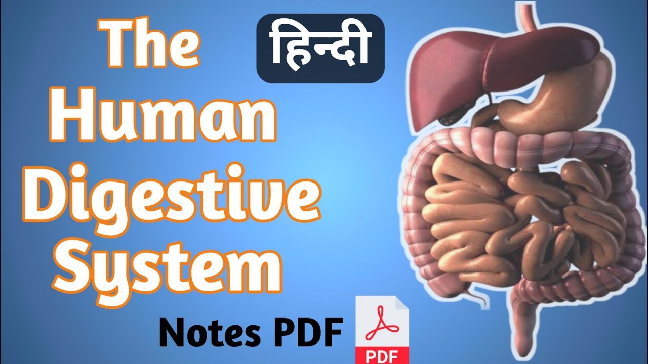 How Your Body ACTUALLY DIGESTS Food (Anatomy) - YouTube