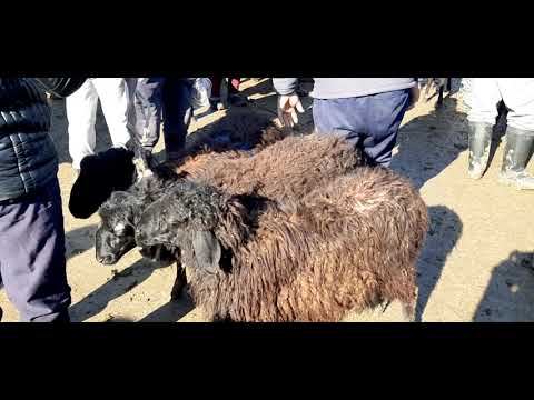 16.02.2020ж Базар коргон кой базары.Койлор качан арзандайт