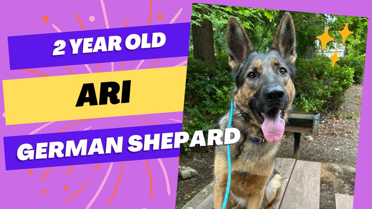 Ari-2 year old GSD-Best Friend Forever K9 Training - YouTube