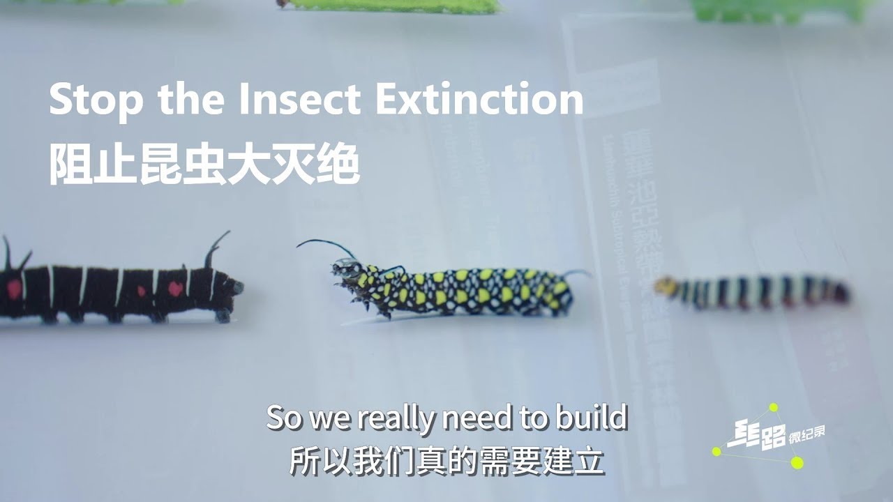 Stop the Insect Extinction 阻止昆虫大灭绝 - YouTube