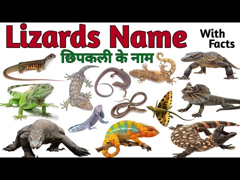 Lizard Name for Kids | Types Of Lizards | छिपकली के नाम | Reptiles Creatures Animal Vocabulary