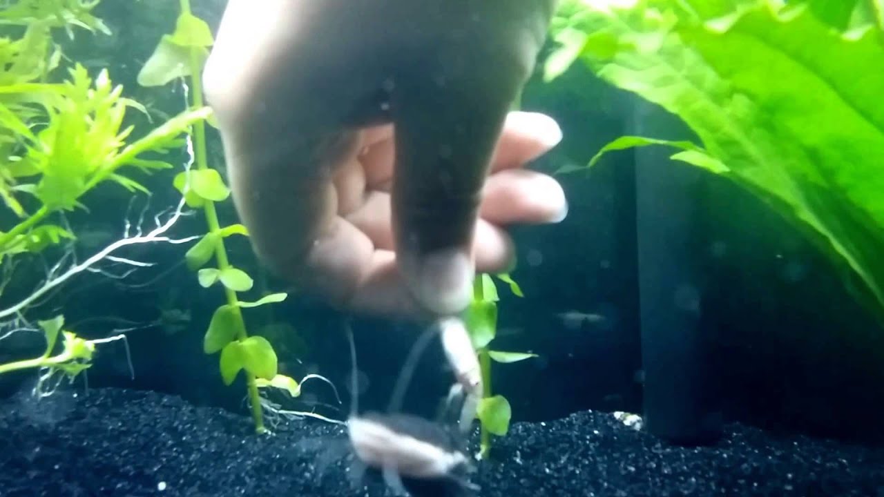 Feeding Baby Red tail Catfish a Rosie - YouTube