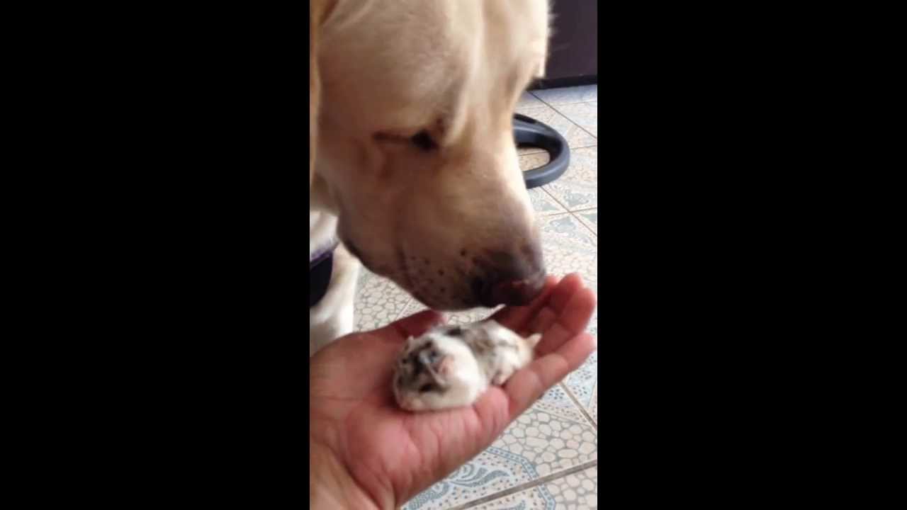 Labrador and Hamster - YouTube