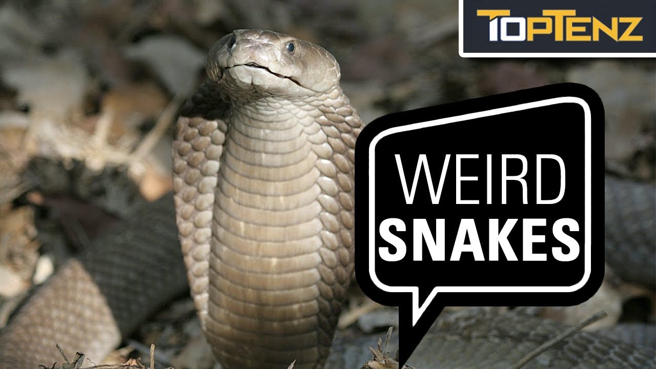 Top 10 Most Interesting SNAKES - YouTube