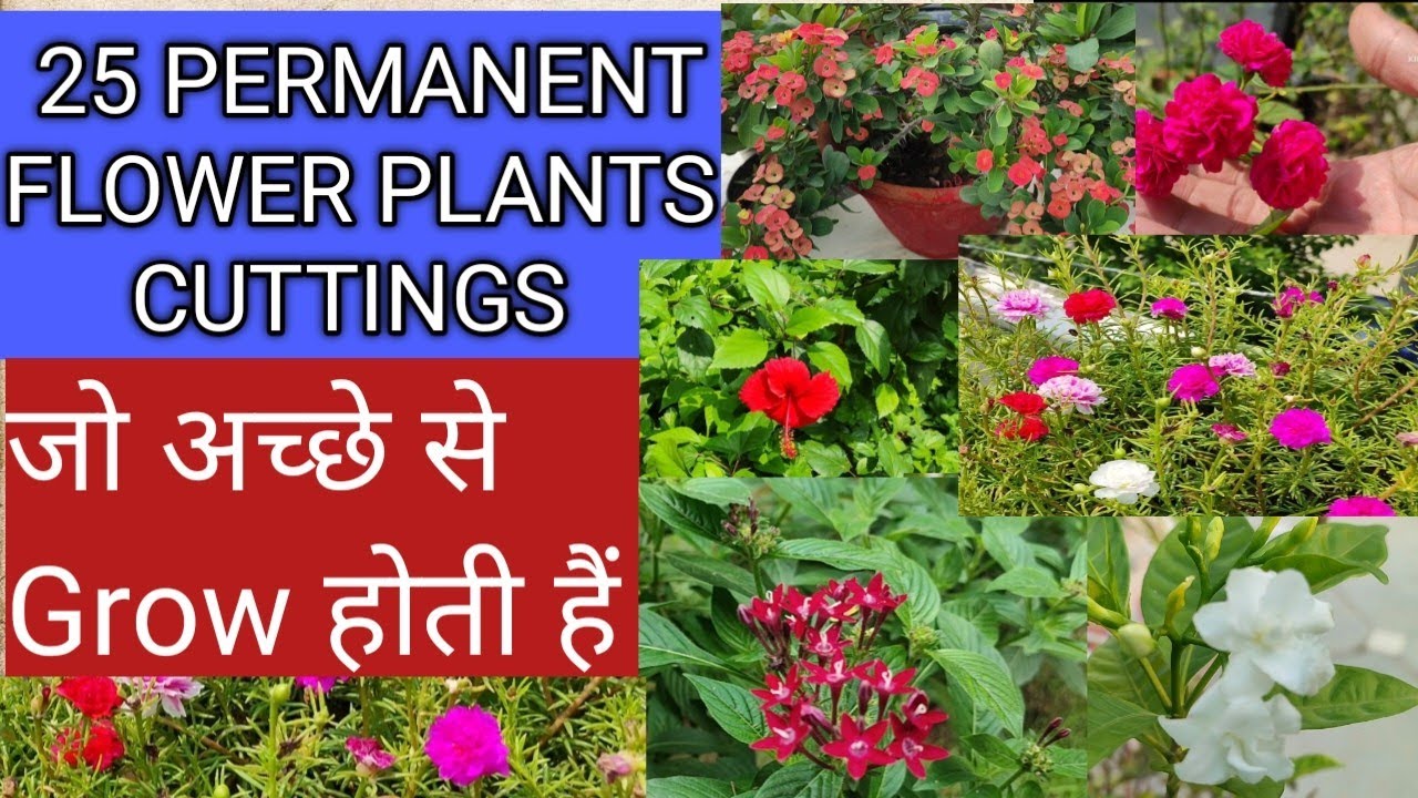 How to Grow 25 Permanent Flowering Plants Cuttings. - YouTube