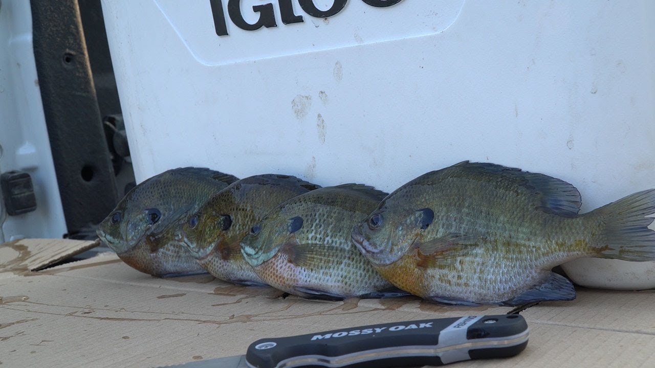 A BETTER Way To Cook Bluegills! (CATCH CLEAN COOK) - YouTube